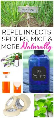 How To Repel Insects, Bugs And Rodents - Naturally! - Penny Pinchin' Mom