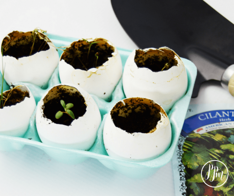 Eggshell Seed Starters - Penny Pinchin' Mom